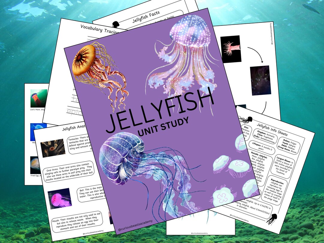 Jellyfish Unit Study | Printable Educational Resource | Anatomy & Life ...