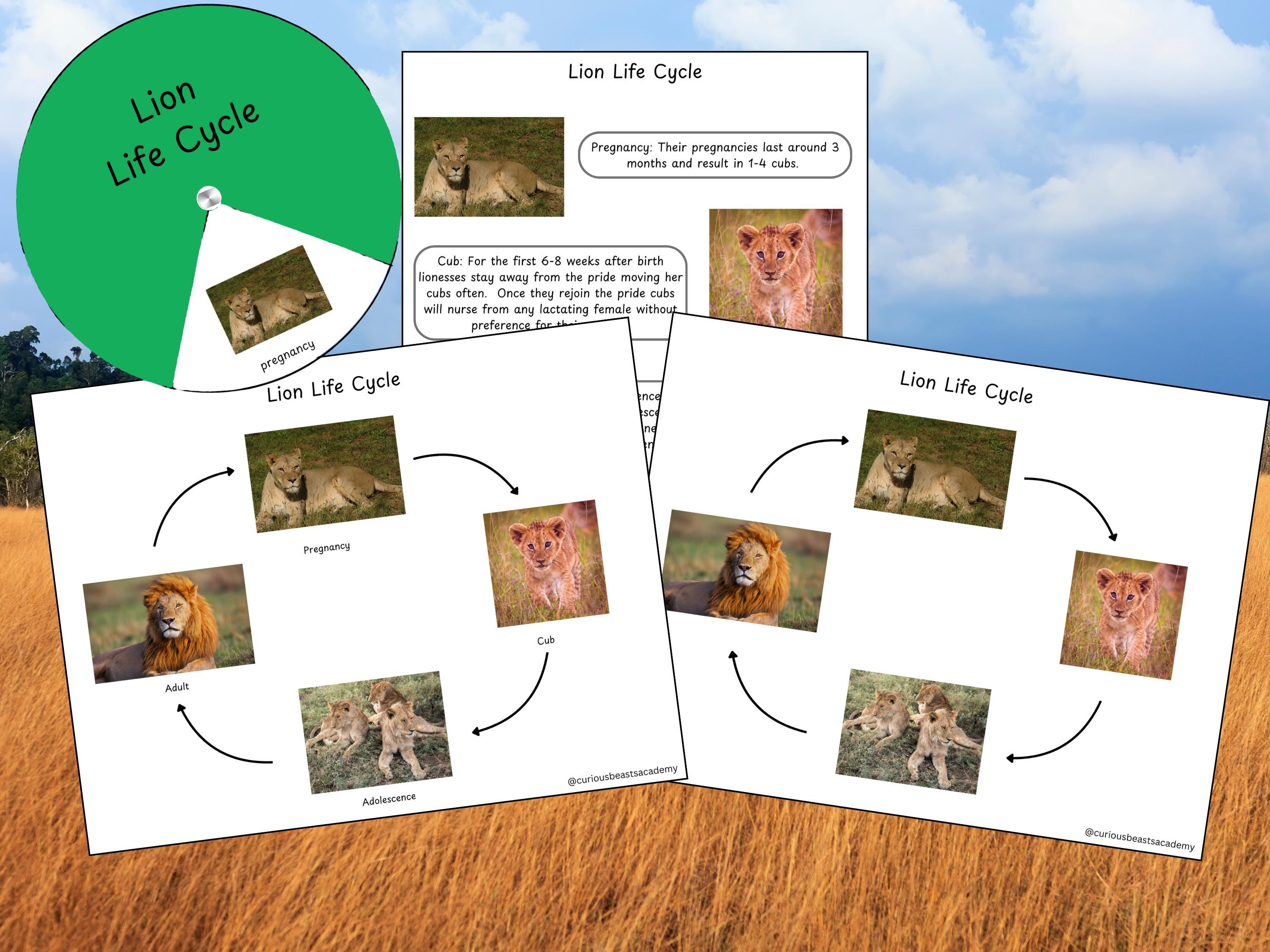 Lion Unit Study: Homeschool Nature Learning Pack (printable) - Etsy