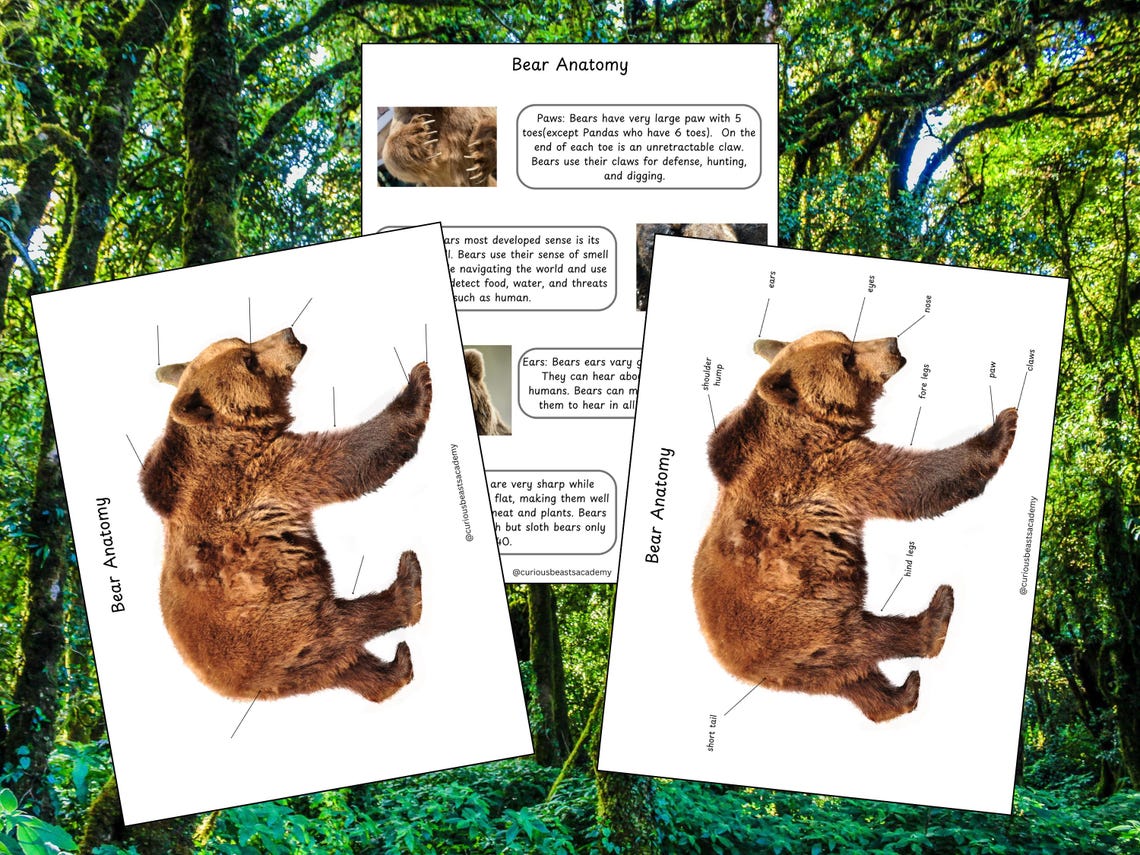 Bear Unit Study: Homeschool Nature Learning Pack (printable) - Etsy