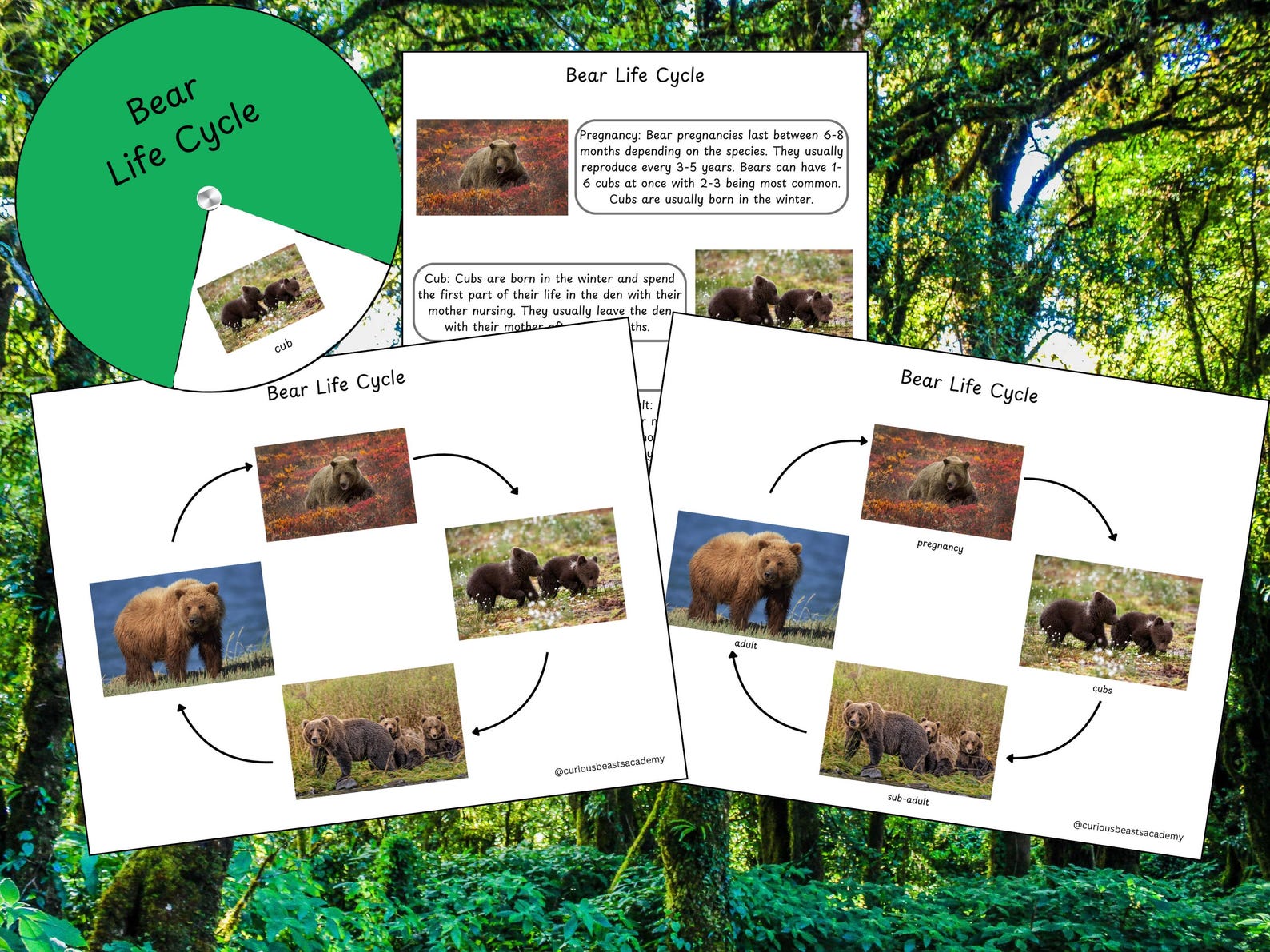 Bear Unit Study: Homeschool Nature Learning Pack (printable) - Etsy