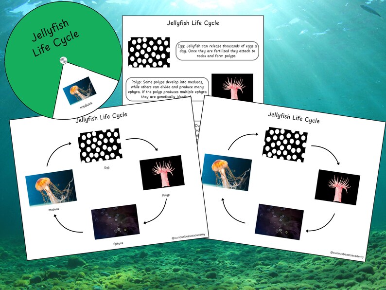 Jellyfish Unit Study | 54 Page Printable Educational Resource ...