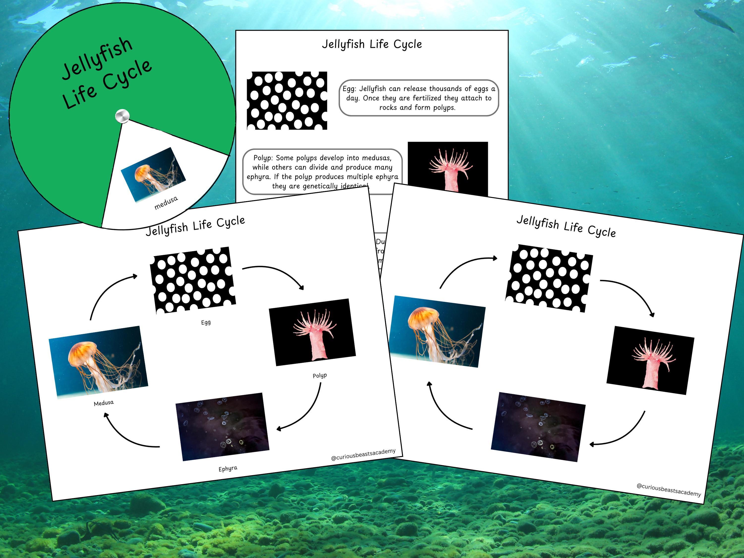 Jellyfish Unit Study | Printable Educational Resource | Anatomy & Life ...