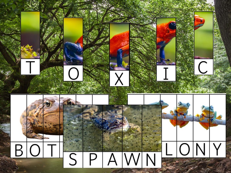 Frog and Toad Unit Study: Homeschool Nature Learning (printable) - Etsy