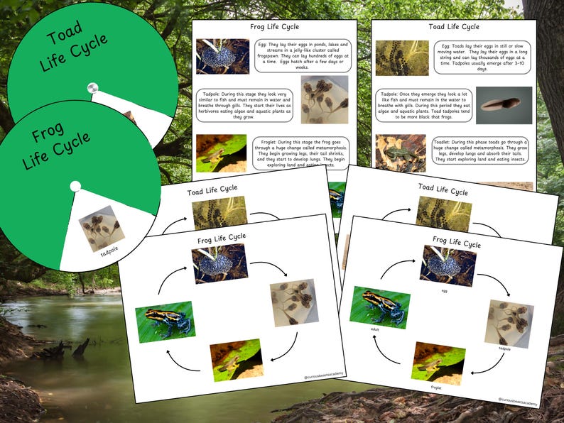 Frog and Toad Unit Study: Homeschool Nature Learning (printable) - Etsy