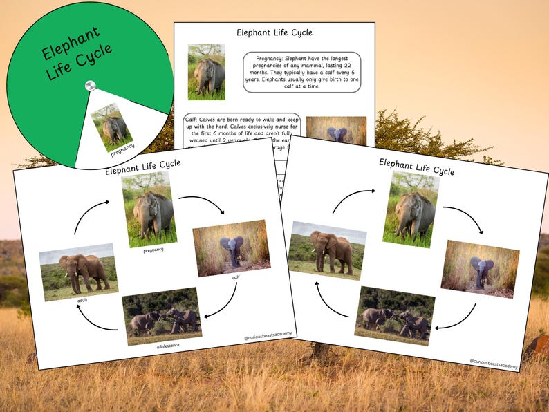 Elephant Unit Study | Homeschool Printable Learning Pack (digital ...