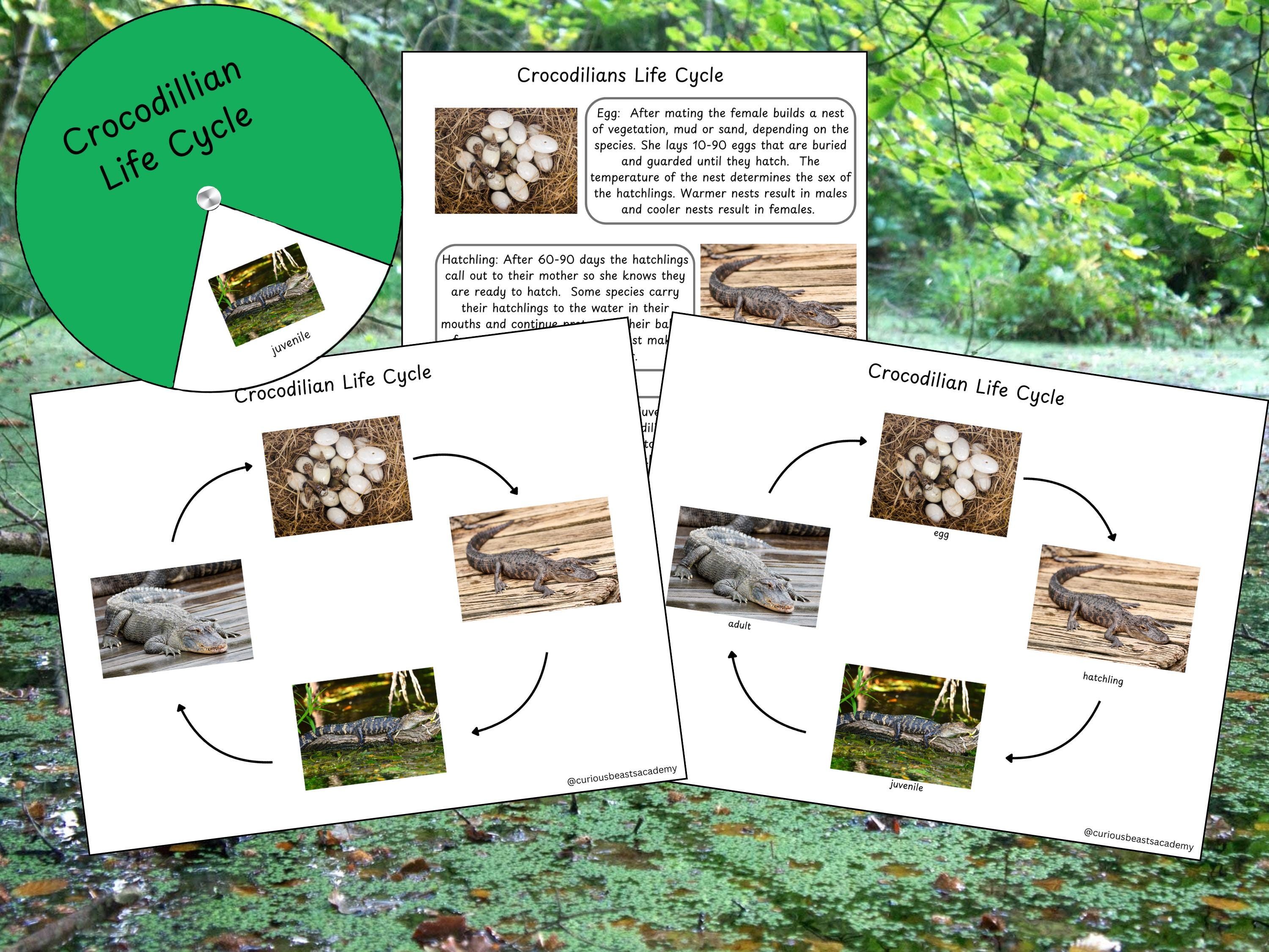 Alligator & Crocodile Unit Study: Homeschool Learning Pack (digital ...