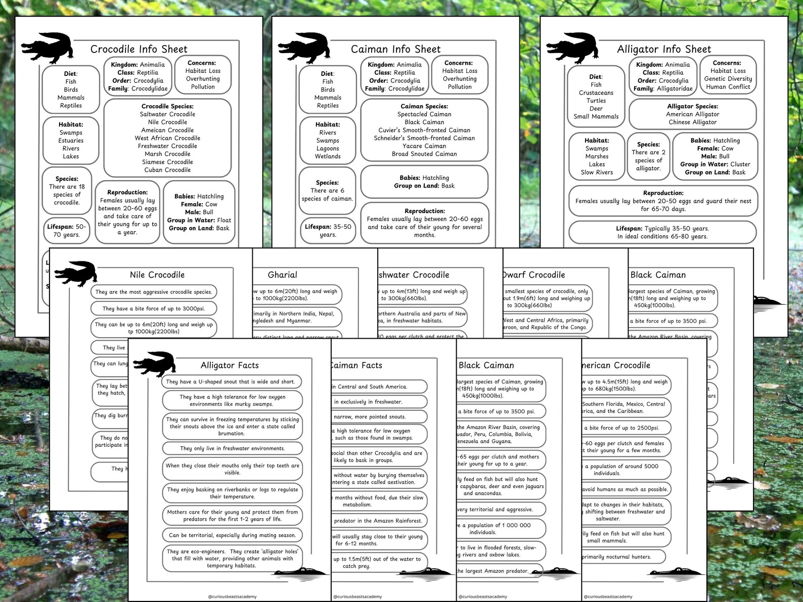 Alligator & Crocodile Unit Study: Homeschool Learning Pack (digital ...