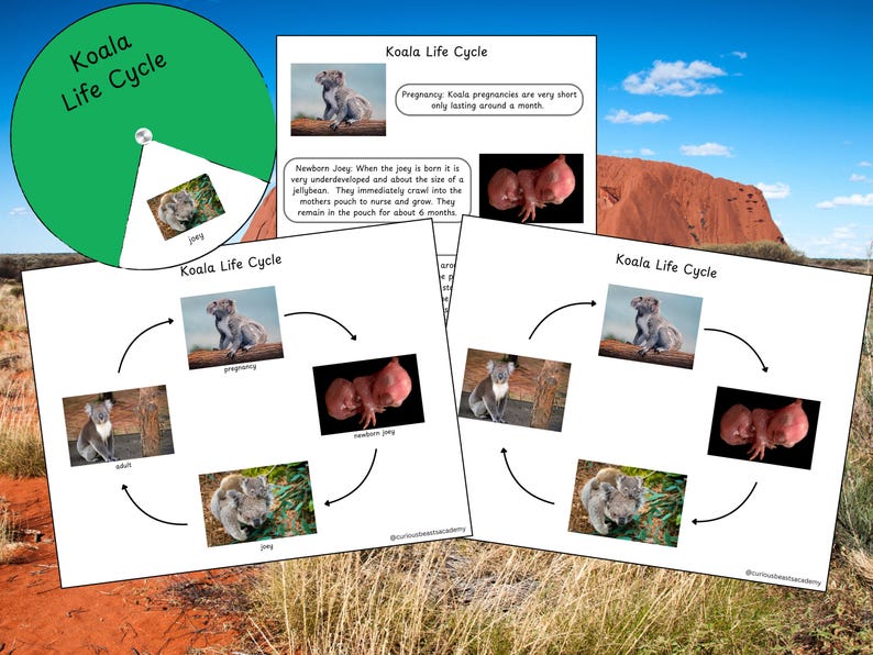 Koala Unit Study for Kids | Fun Learning Printables, Worksheets, Facts ...