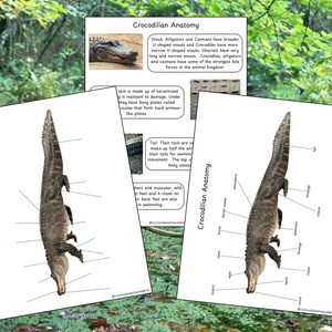 Alligator & Crocodile Unit Study: Homeschool Learning Pack (digital ...