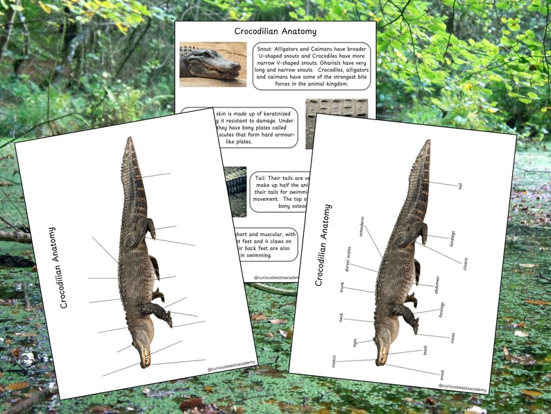 Alligator & Crocodile Unit Study: Homeschool Learning Pack (digital ...