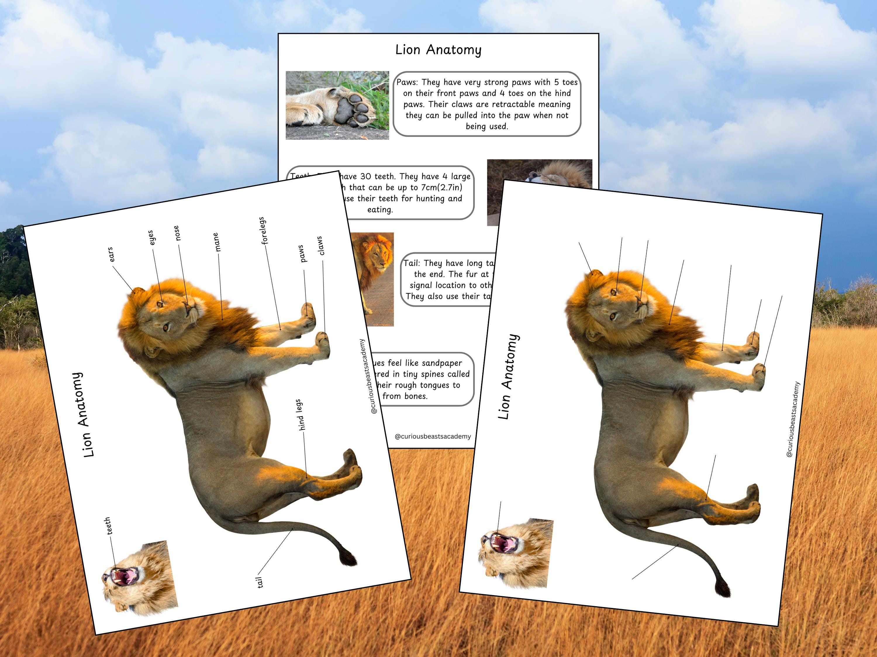 Lion Unit Study: Homeschool Nature Learning Pack (printable) - Etsy