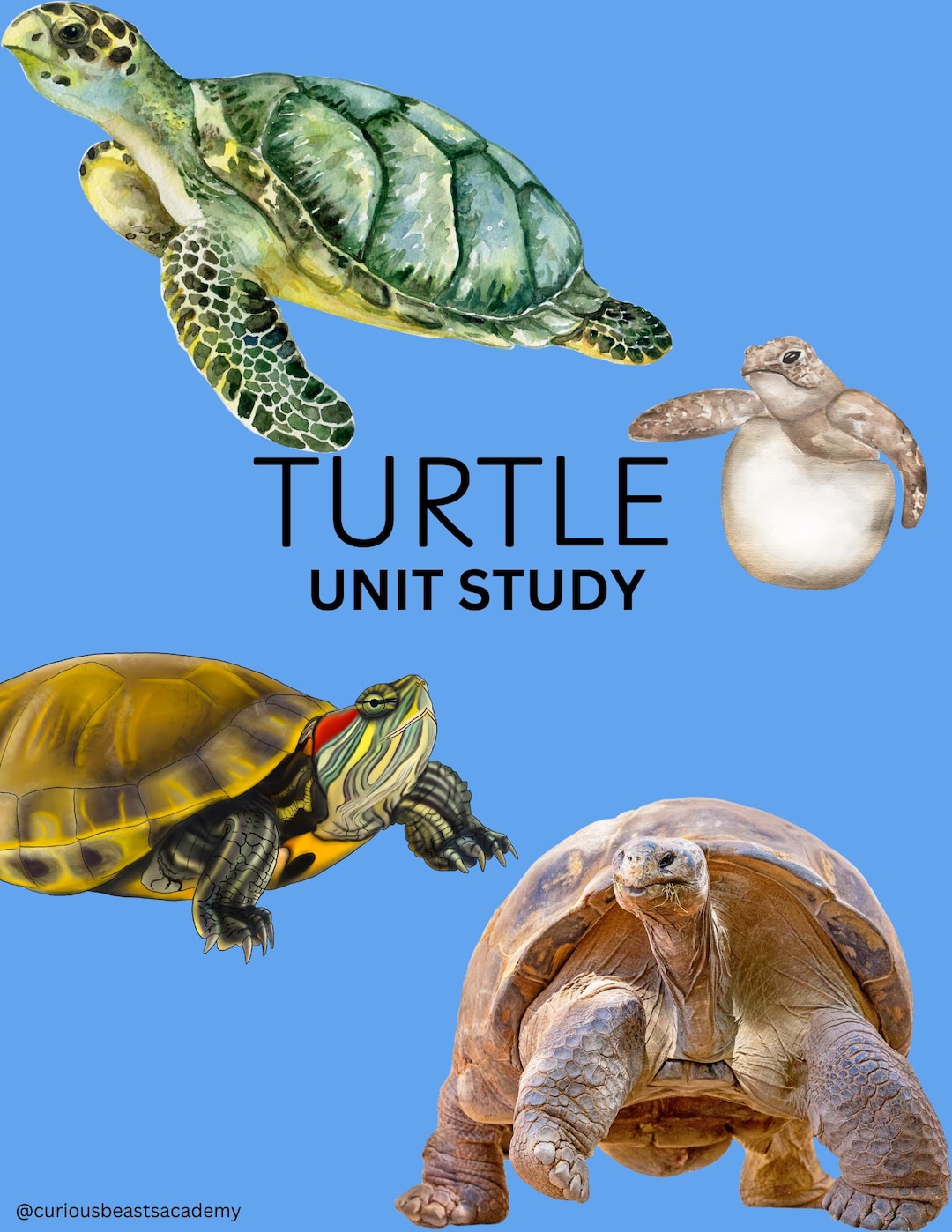 Turtles Unit Study | Engaging Printables for Homeschool and Classroom ...