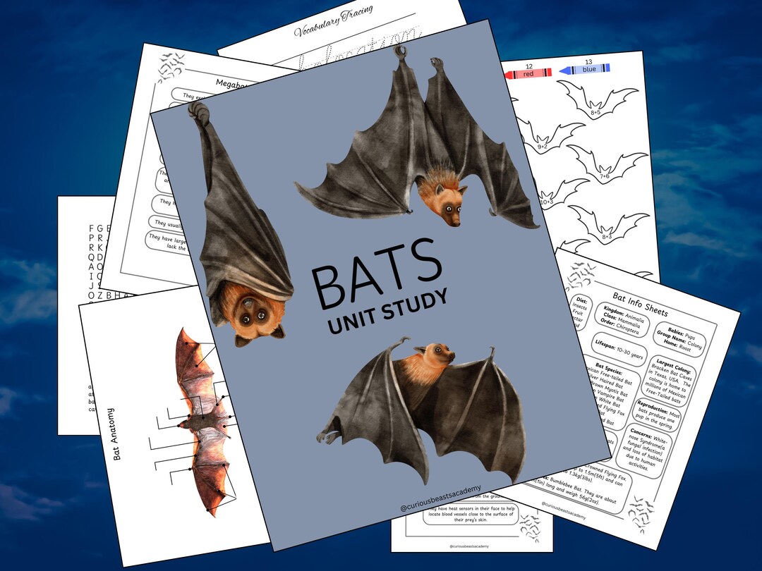 Bat Unit Study: Homeschool Nature Learning Pack (digital Download) - Etsy