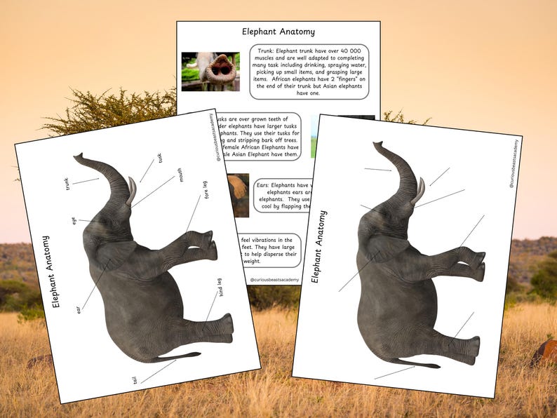 Elephant Unit Study | Homeschool Printable Learning Pack (digital ...