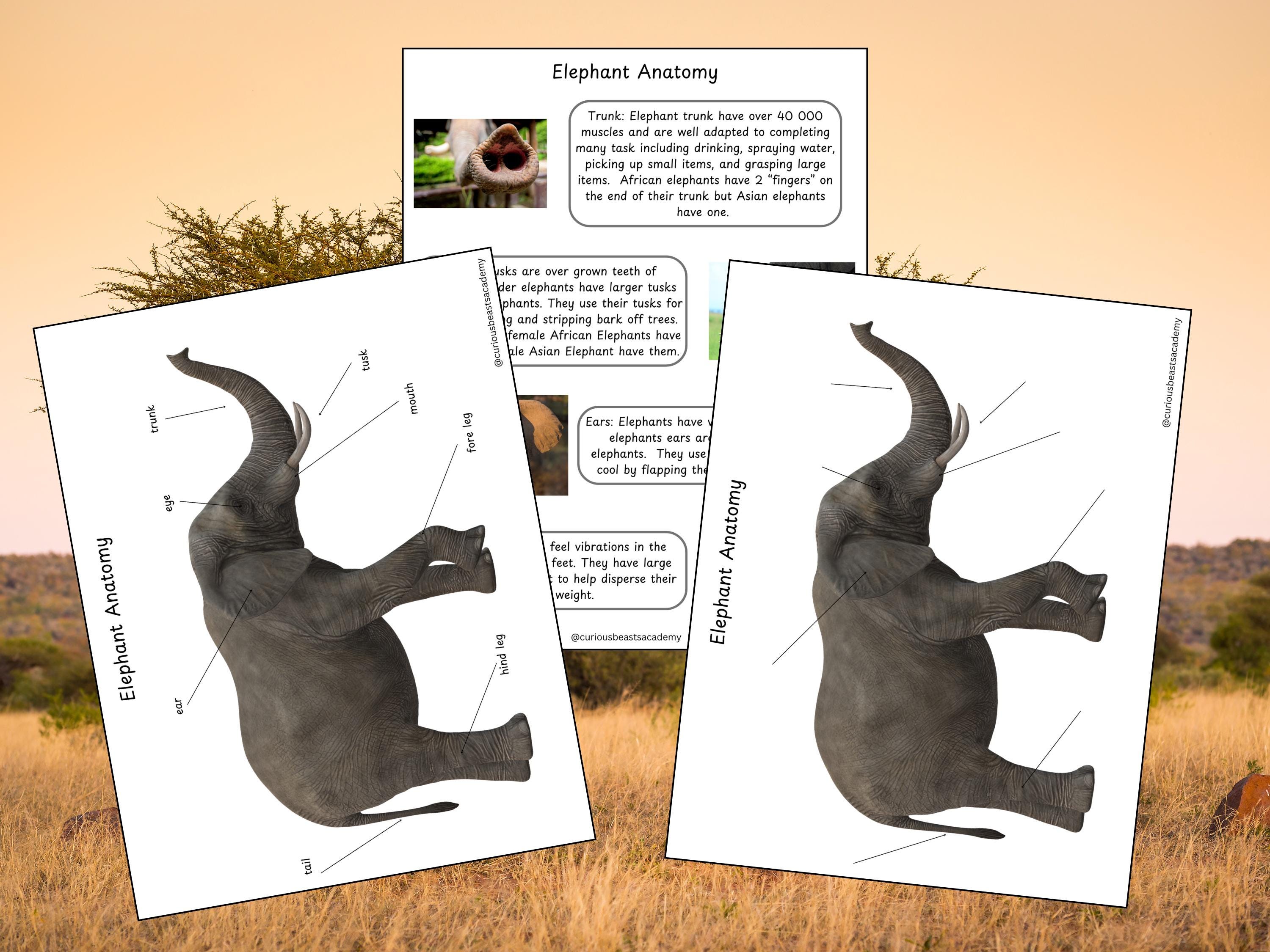 Elephant Unit Study | Homeschool Printable Learning Pack (digital ...