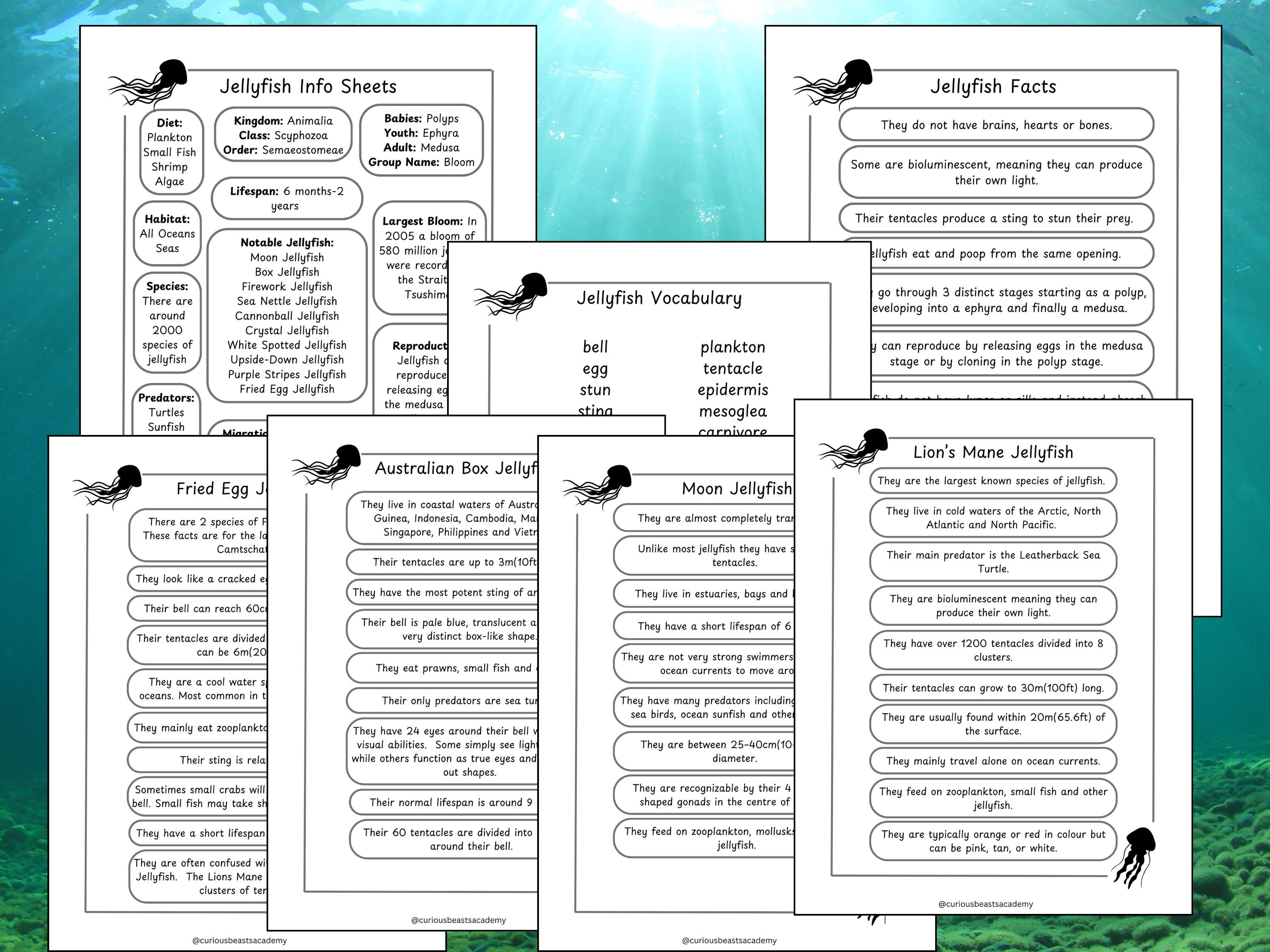 Jellyfish Unit Study | 54 Page Printable Educational Resource ...