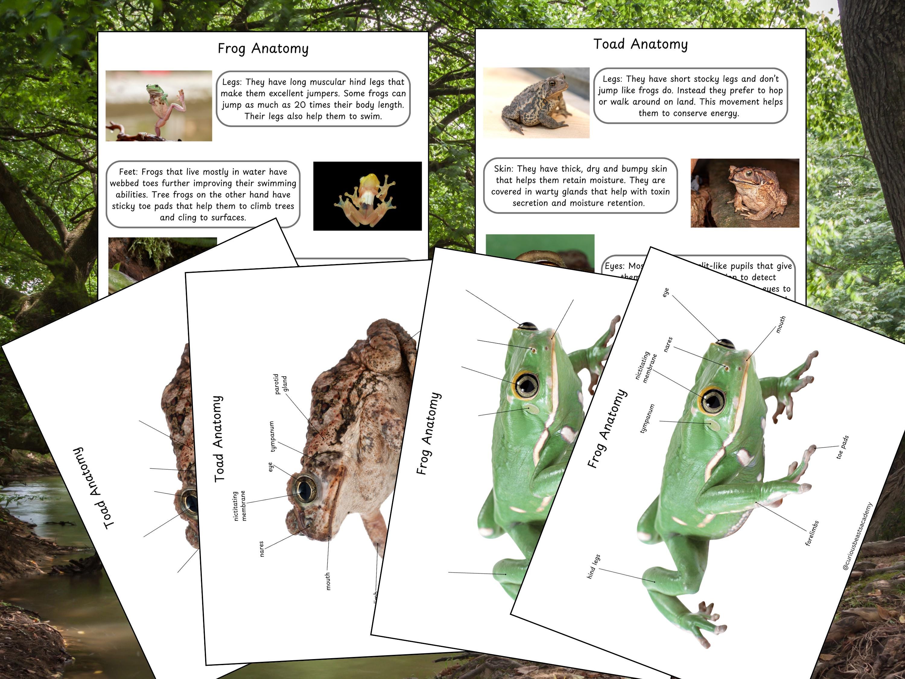 Frog and Toad Unit Study: Homeschool Nature Learning (printable) - Etsy