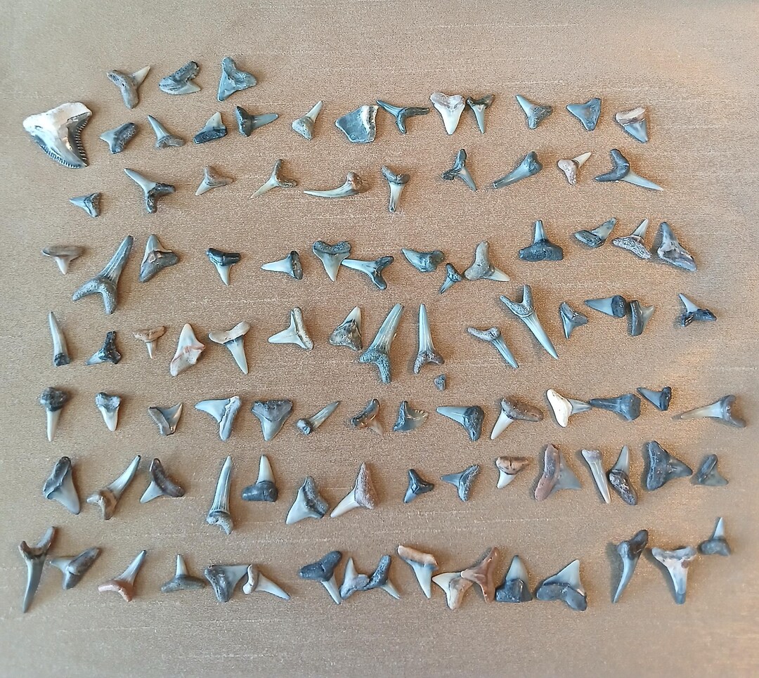 Shark Teeth: Bag of 100 Various Sizes of Teeth Sold Together, See ...