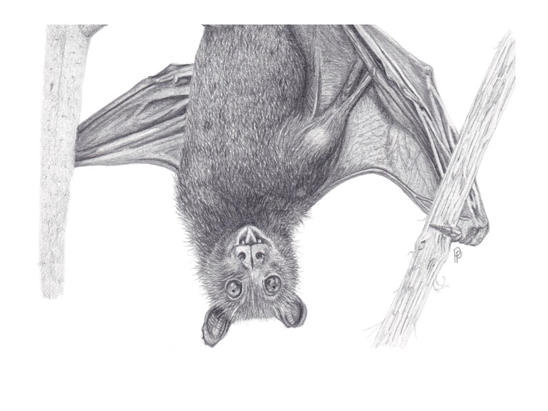 Cheeky Bat Original Art Print, Graphite Drawing, Halloween, Wildlife ...