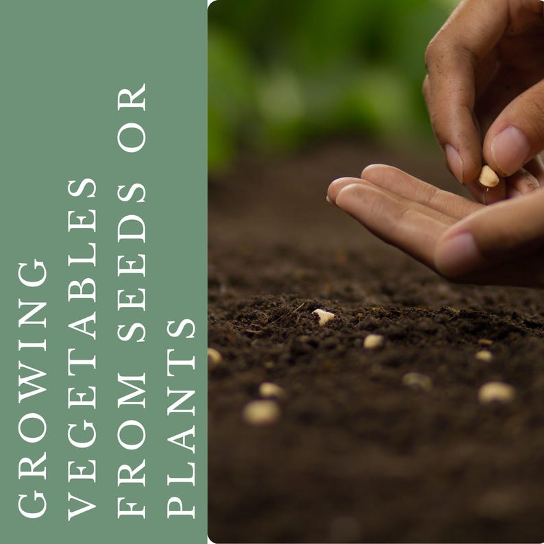 Vegetable Gardening 101 | Gardening Guide | Essential Tips & Techniques ...