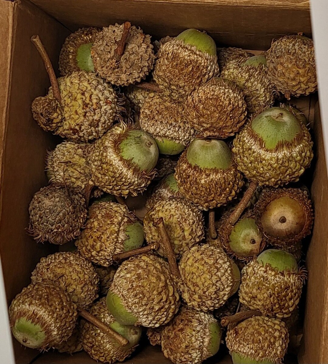 12 1 Dozen Mossy Cup Bur Oak Acorns From North Texas Quercus Macrocarpa ...