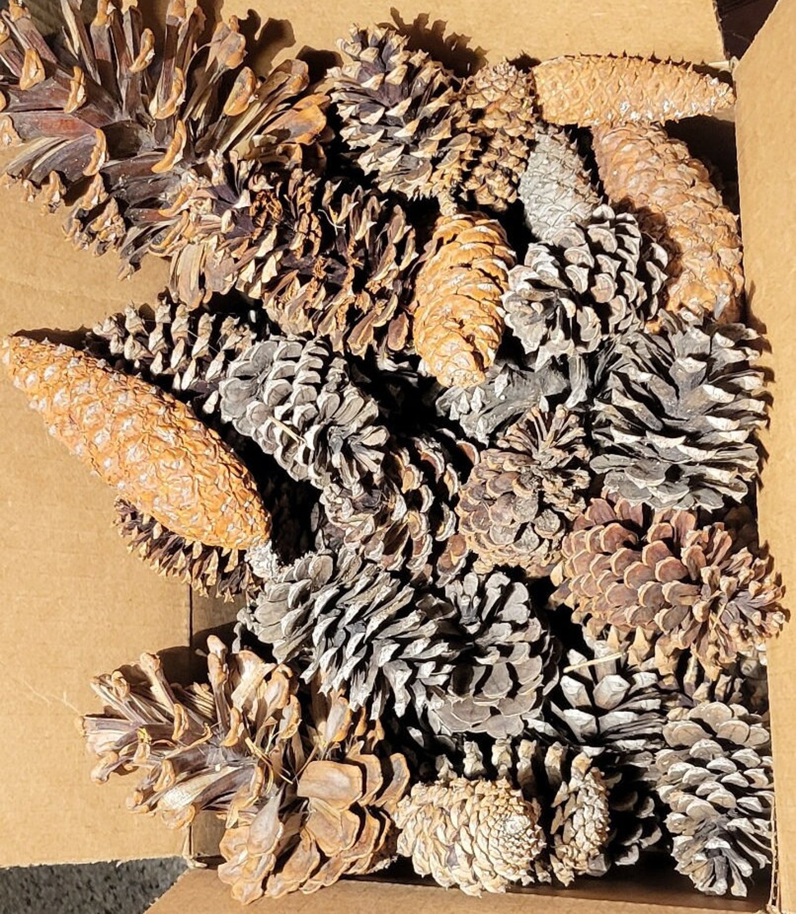 25 Natural Loblolly Texas Pine Cones - Small/med/large 2.5 - 4 Inches ...