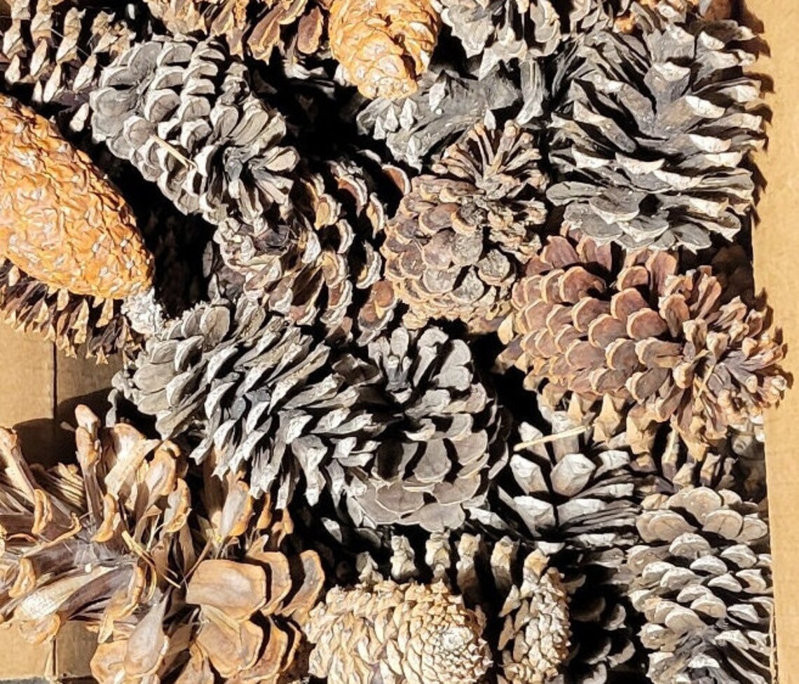 25 Natural Loblolly Texas Pine Cones - Small/med/large 2.5 - 4 Inches ...