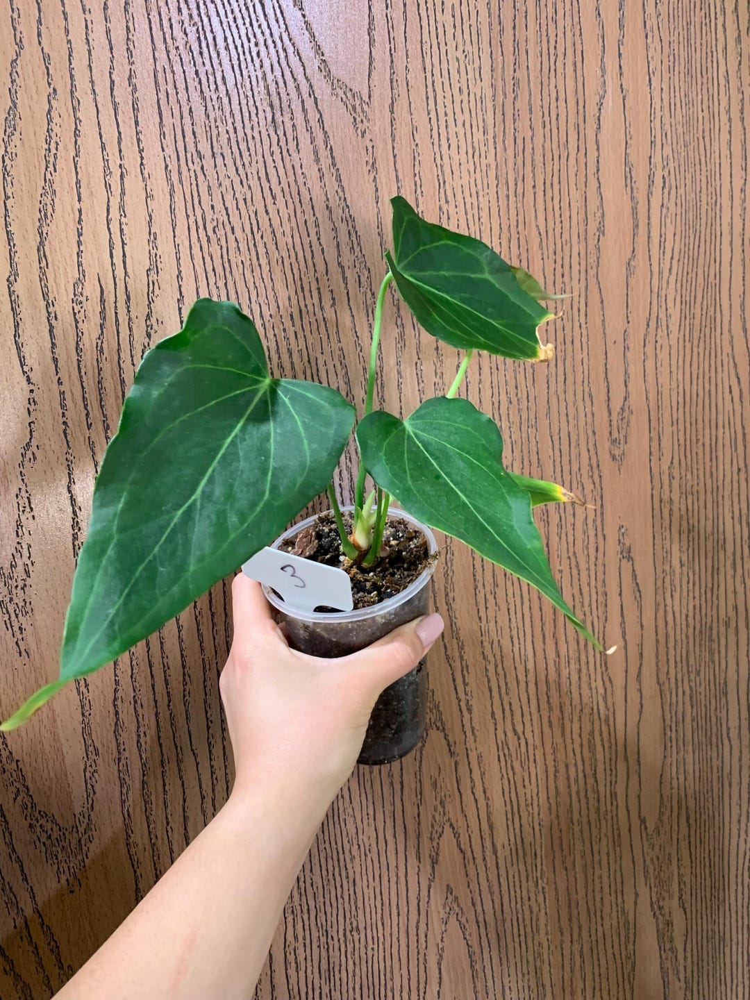 Anthurium Delta Force TC - Etsy