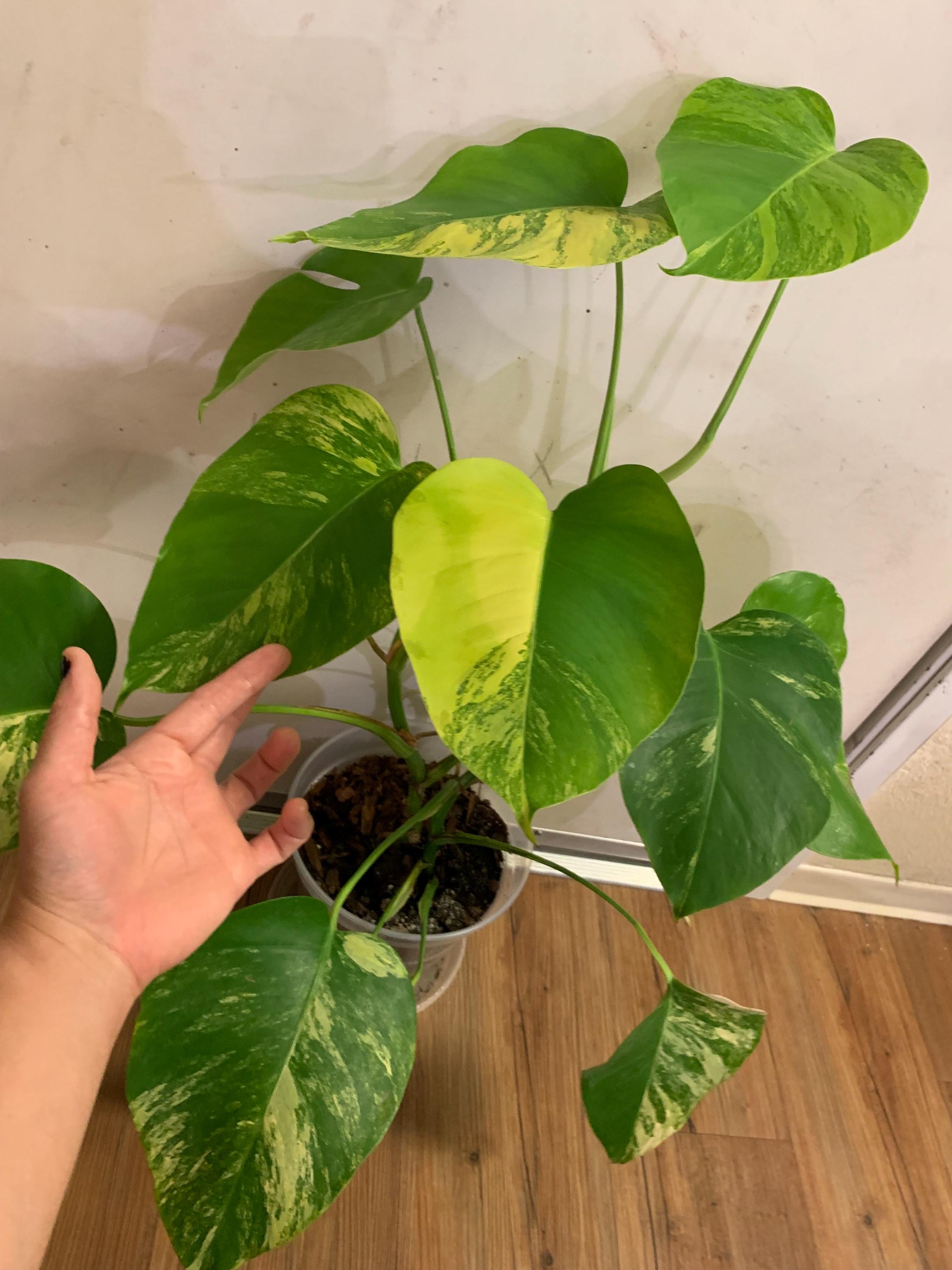 Monstera Aurea Double Plants - Etsy