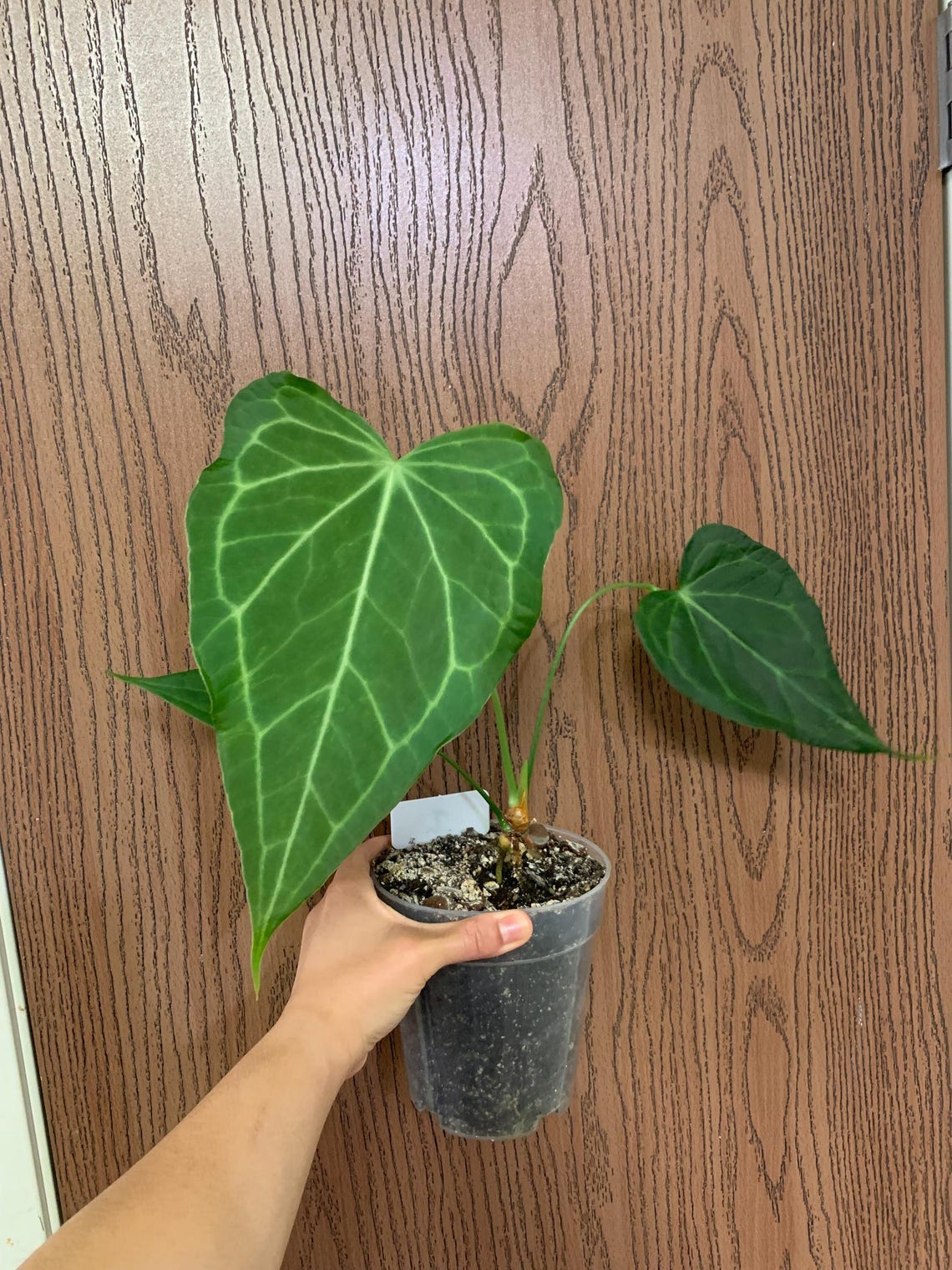 Anthurium Delta Force Large - Etsy