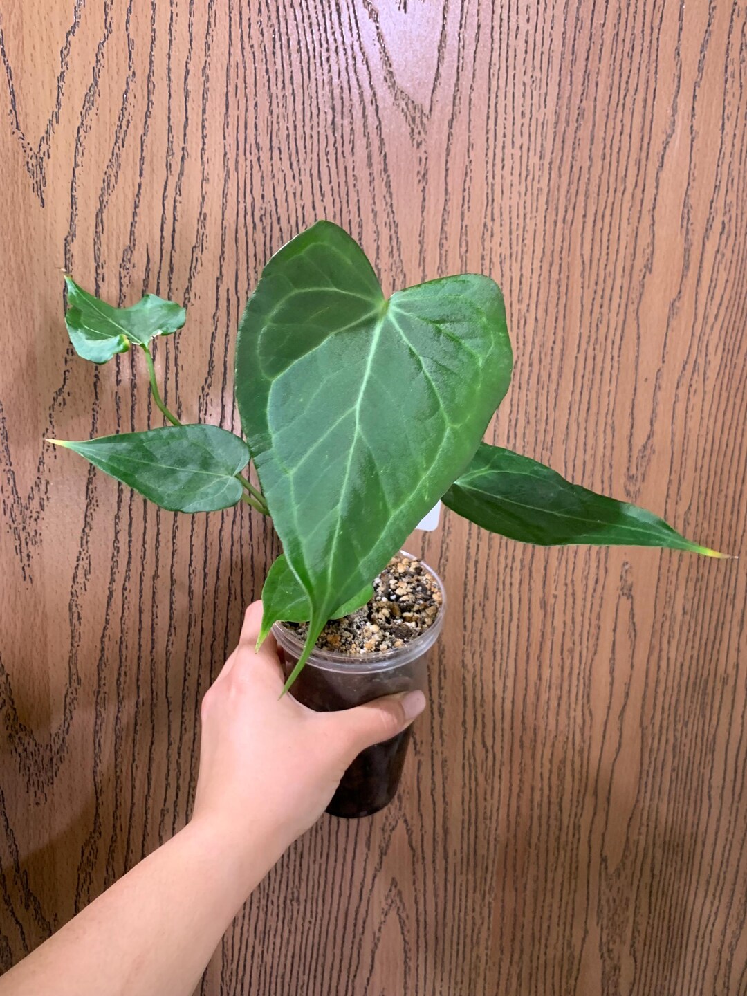 Anthurium Delta Force TC Thailand - Etsy