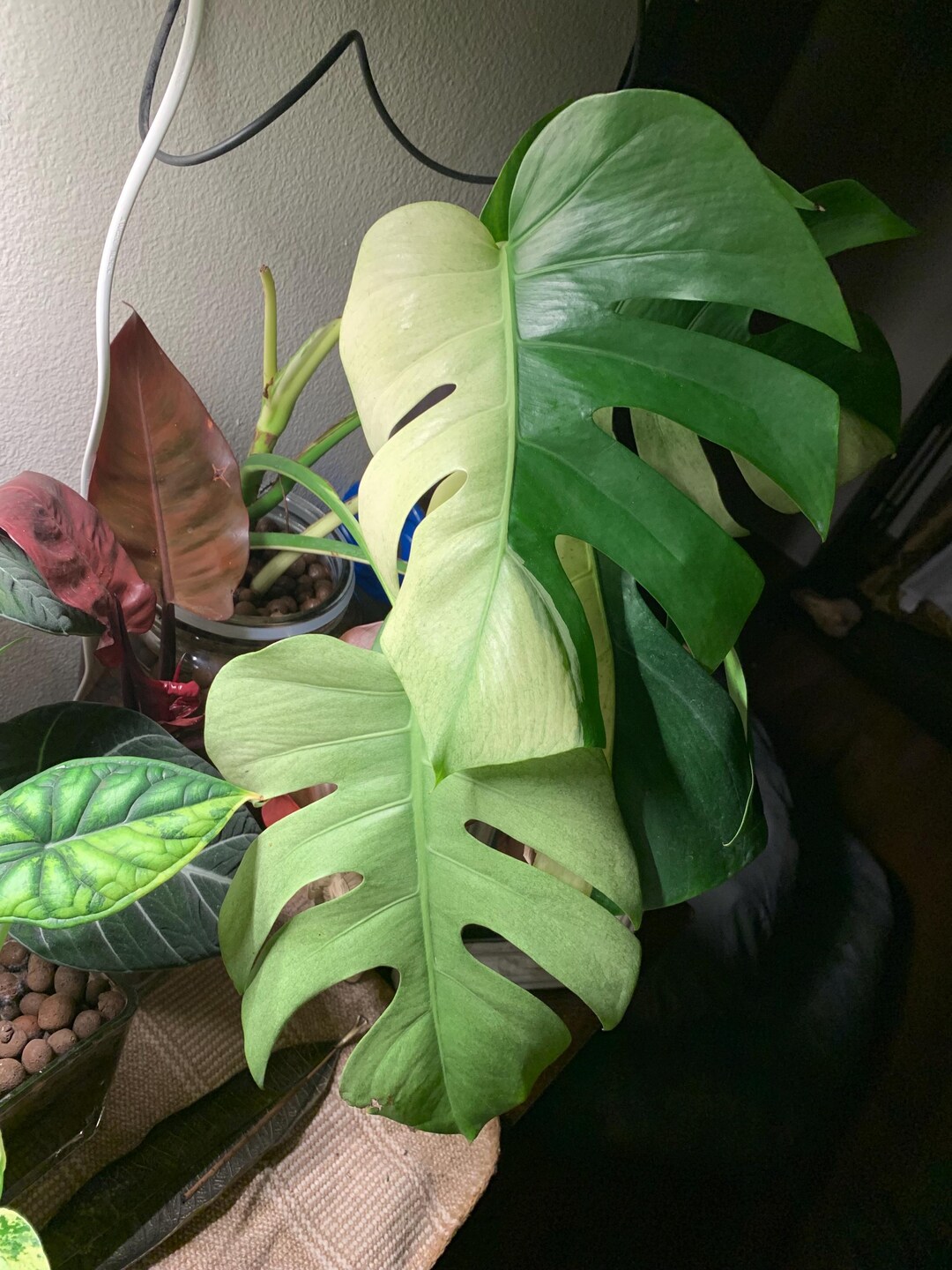 Monstera Borsigiana Mint(small Form)/ Brazilian Mint - Etsy