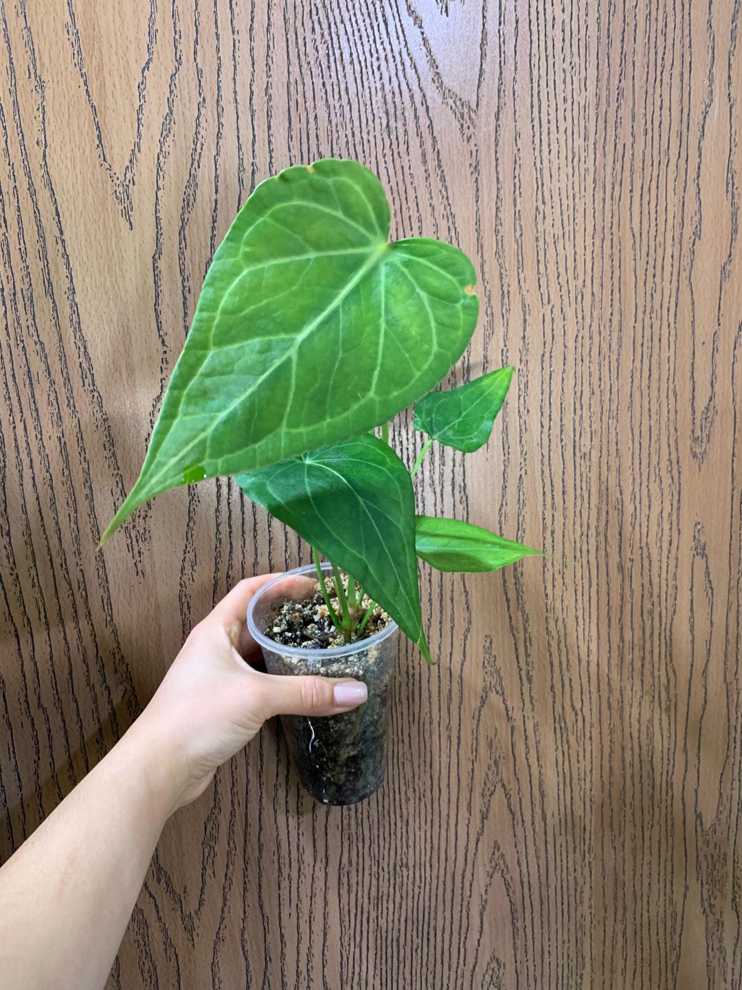 Anthurium Delta Force - Etsy