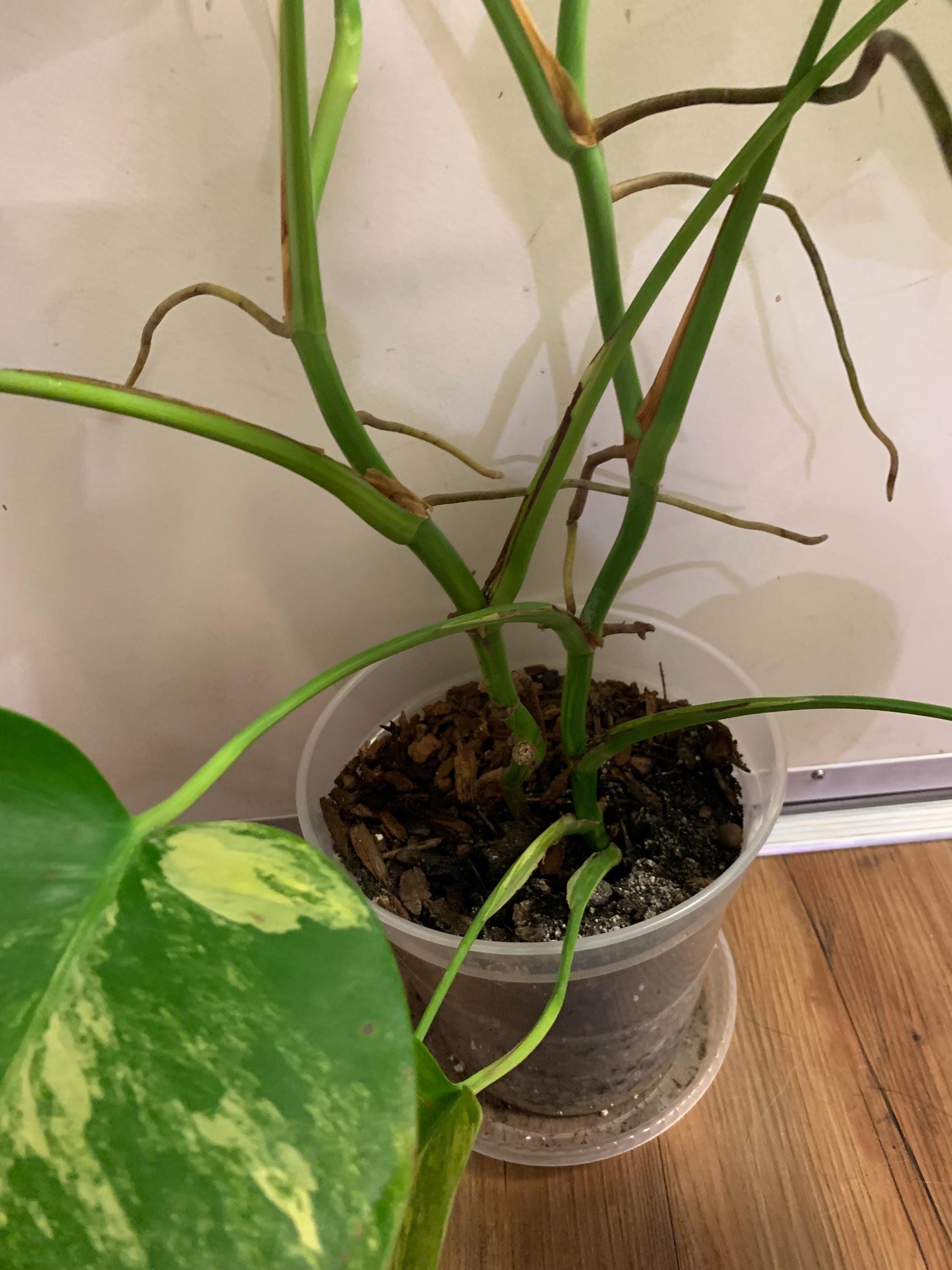 Monstera Aurea Double Plants - Etsy