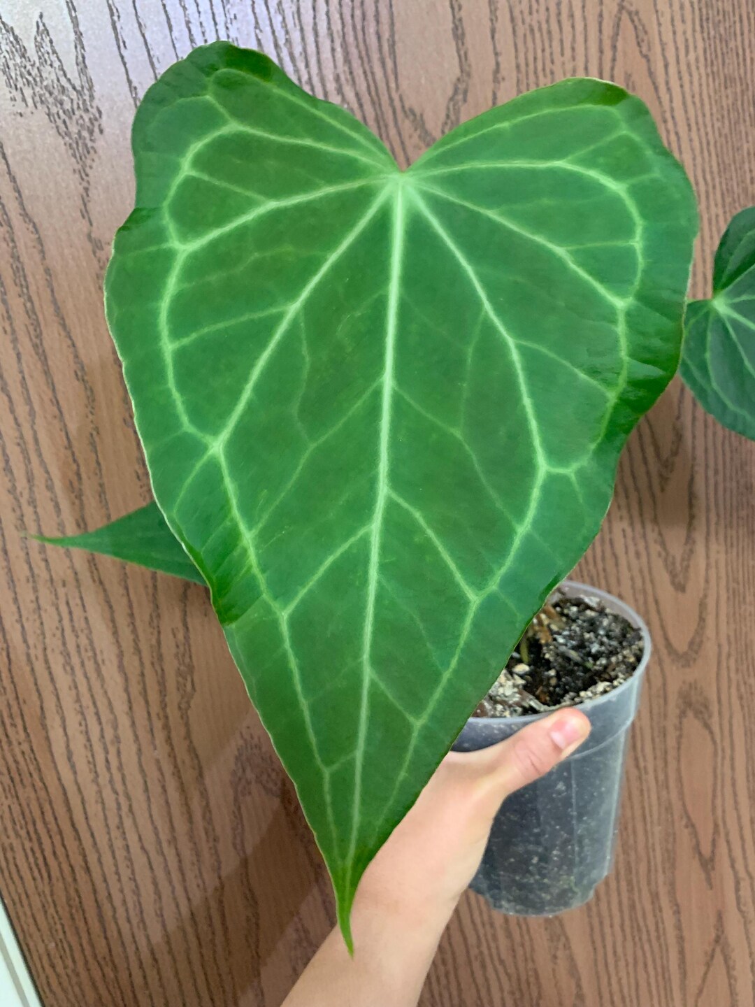 Anthurium Delta Force Large - Etsy