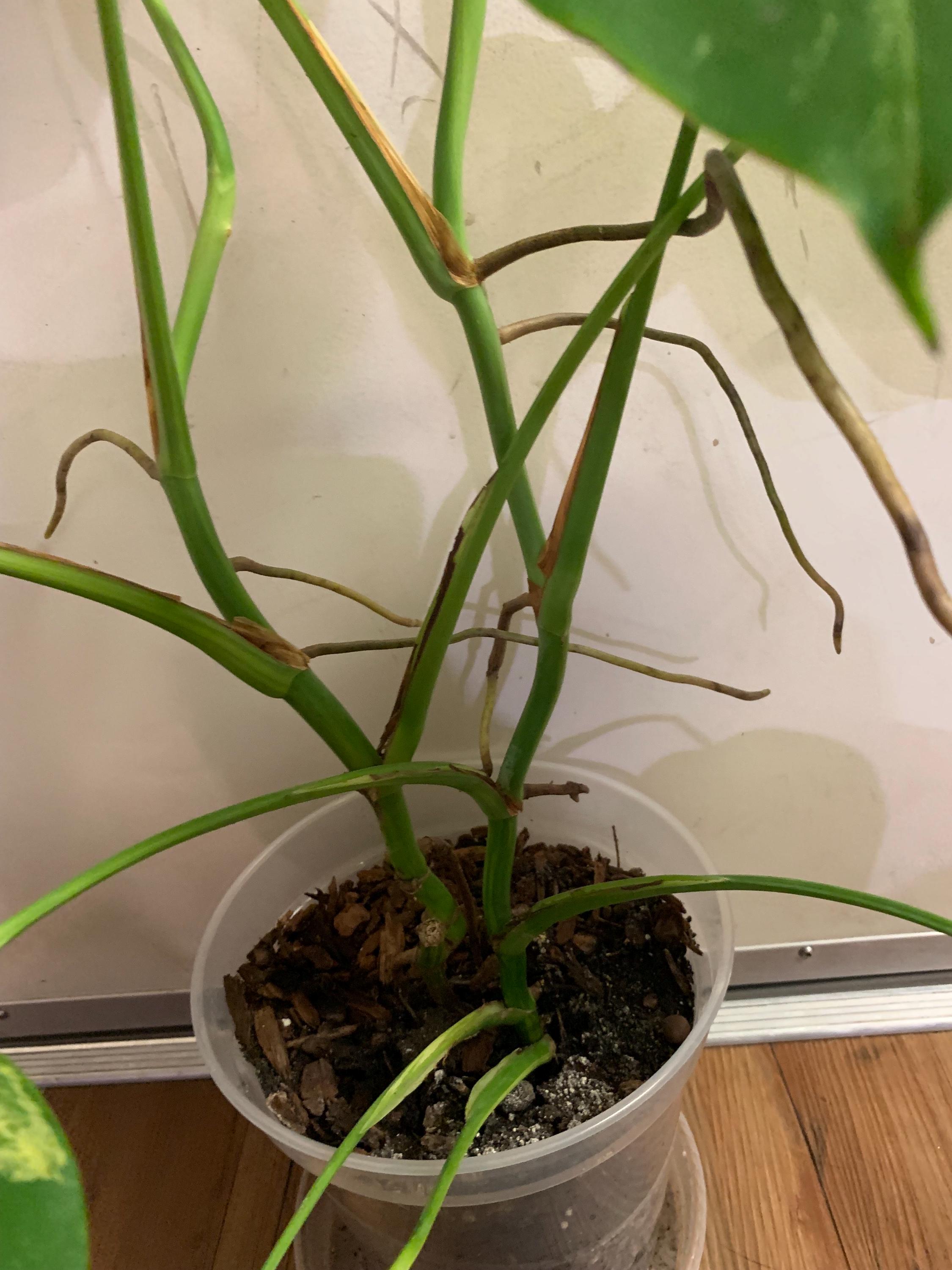 Monstera Aurea Double Plants - Etsy