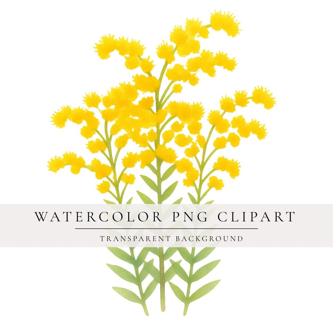 Goldenrod PNG Clipart • Yellow Native Flower Watercolor Illustration ...