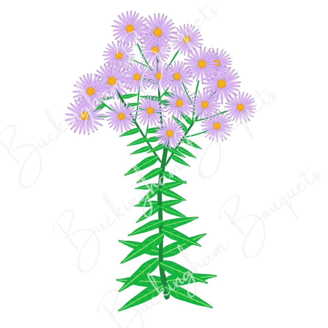 New England Aster Native Flower Hand-drawn Illustration Clip Art With ...