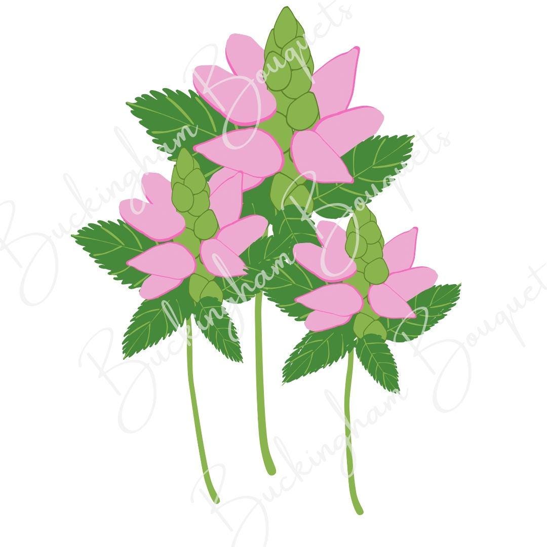 Turtlehead (chelone Obliqua) Native Flower Hand-drawn Illustration Clip ...
