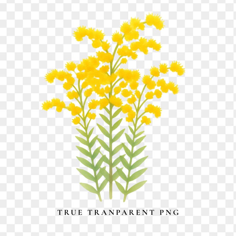 Goldenrod PNG Clipart • Yellow Native Flower Watercolor Illustration ...