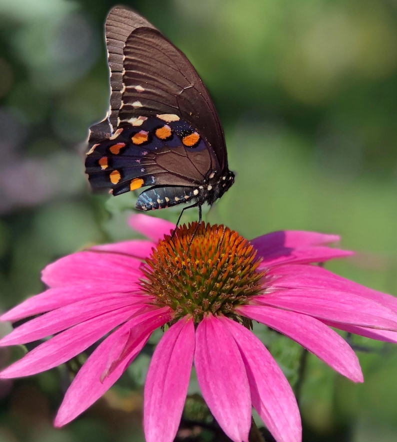 NATIVE BORDER GARDEN Design Landscape Plan - Easy Native Border Garden ...