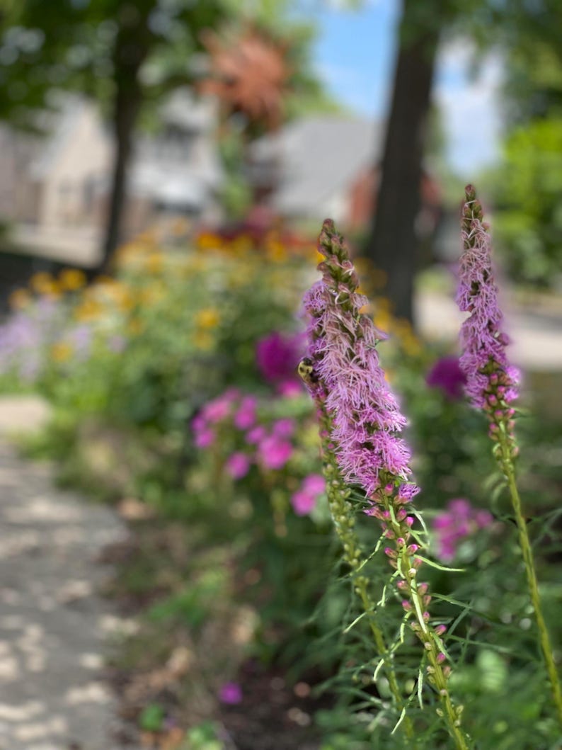 NATIVE BORDER GARDEN Design Landscape Plan - Easy Native Border Garden ...