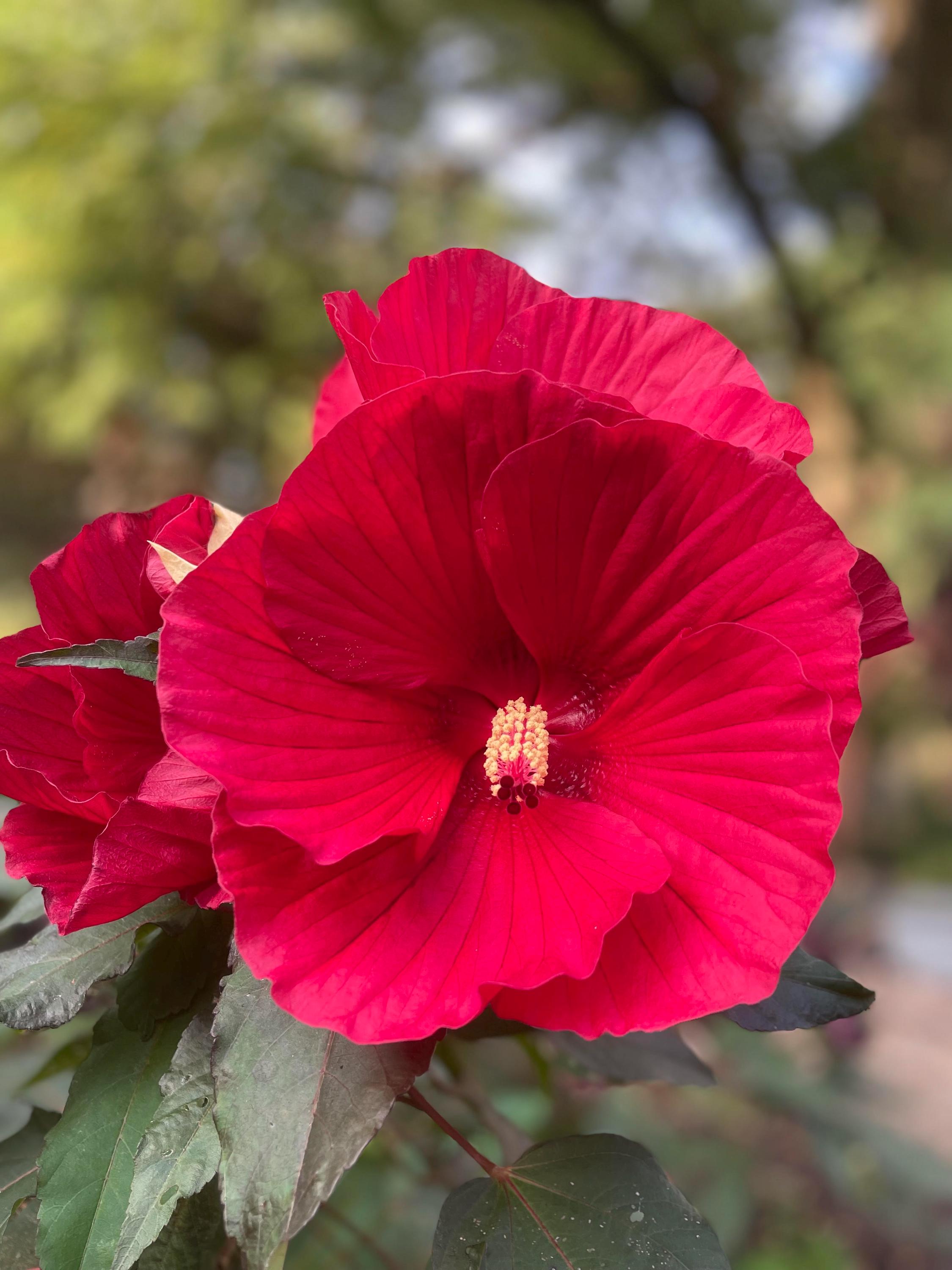 PREDESIGNED BORDER Landscape Plan: Summer Full of Color Border Garden ...