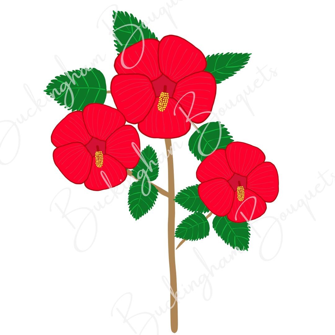 Hibiscus (swamp Mallow) Native Flower Hand-drawn Illustration Clip Art ...