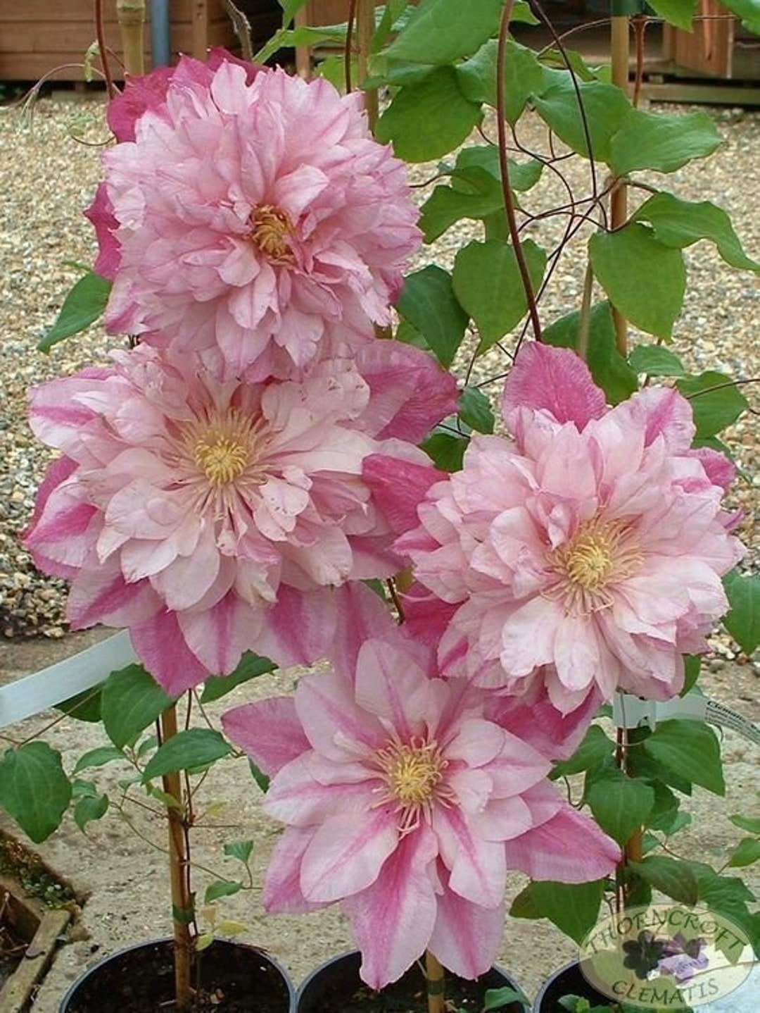 25 Double Light Pink Clematis Seeds - Etsy