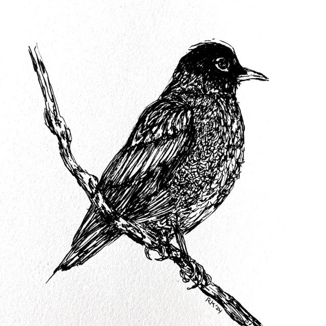 Original Art, Craftsman Art, the Robin, Black and White Illustration ...