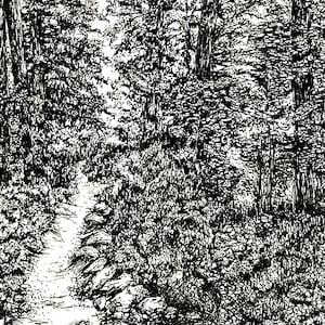 Original Pen and Ink Rocky Path Forest Illustration Drawing Gallery ...