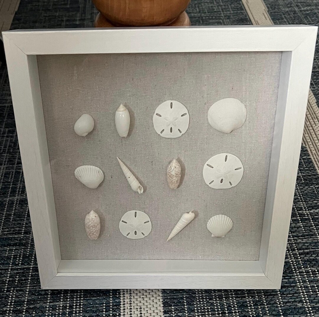 Sea Shell Shadow Box Frame Wall Decor - Etsy