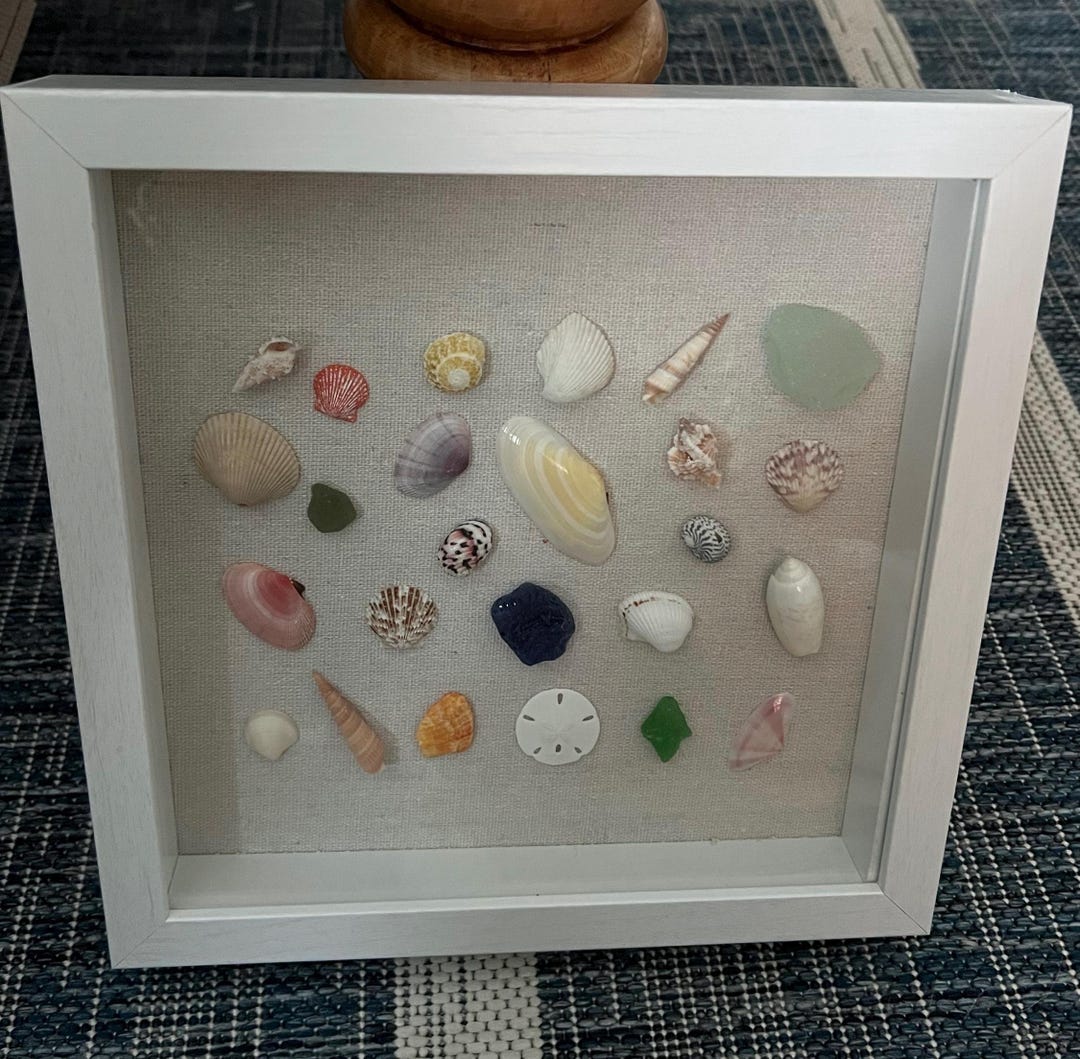 Sea Shell Shadow Box Frame Wall Decor - Etsy