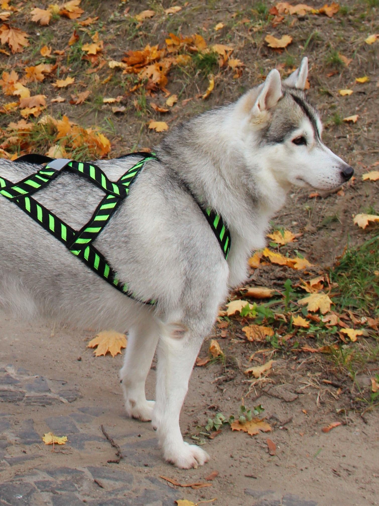 Dog Harness Sewing Pattern PDF | Sled Harness for Active Dogs | Easy ...